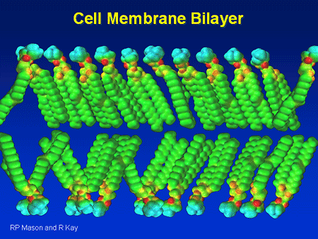 The Pulse of Current Cardiovascular Concern: Anti-inflammatory Medications