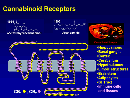 The Endocannabinoid System: A Novel Therapeutic Target for the ...