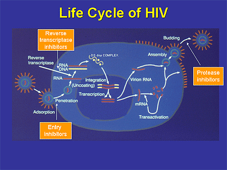 HIV Management: The New York Course