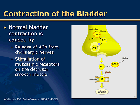 Advances in Antimuscarinic Therapy for Overactive Bladder