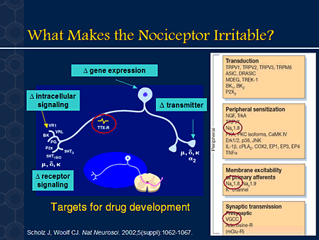 Novel Approaches to the Understanding and Treatment of Neuropathic Pain