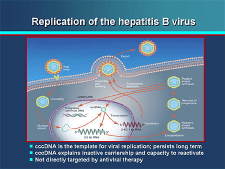 Chronic Hepatitis B: Refining Management Approaches and Addressing the ...