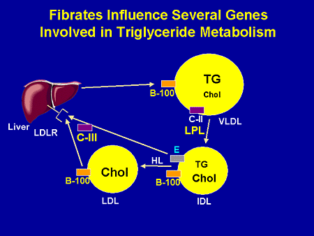 The Metabolic Syndrome: Etiology, Controversies, and Emerging Therapies