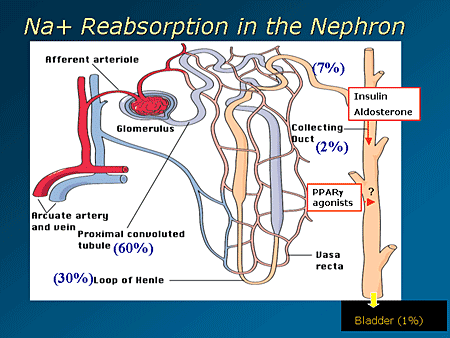 From Clinical Trials to Clinical Practice: Linking Insulin Resistance ...