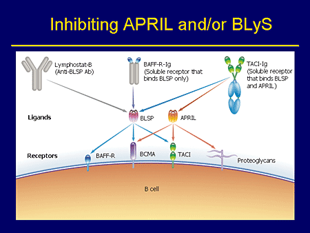 B-Cell Targeted Therapies: The Future of RA Targeted Management