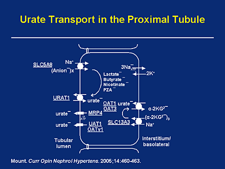 Hyperuricemia and Gout: New Clinical Insights and Emerging Treatments