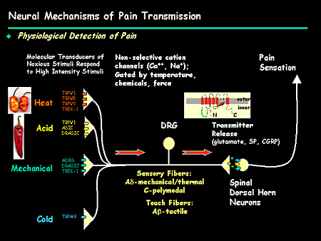Challenging Perceptions in Chronic Pain