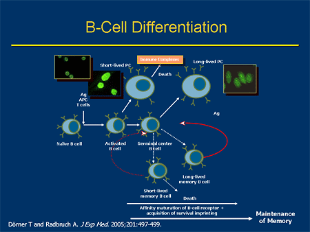 B-Cell Targeted Therapies: From Theory to Practice