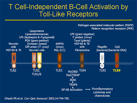 B-Cell Targeted Therapies: From Theory to Practice