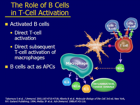B-Cell Targeted Therapies: Clinical Trials Update