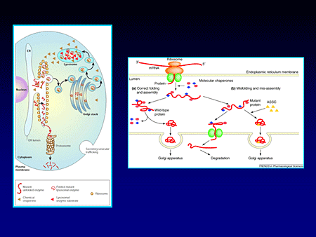 Small Molecule Inhibition for Gaucher Disease: Emerging Role of ...