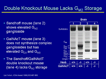 Small Molecule Inhibition for Gaucher Disease: Emerging Role of ...