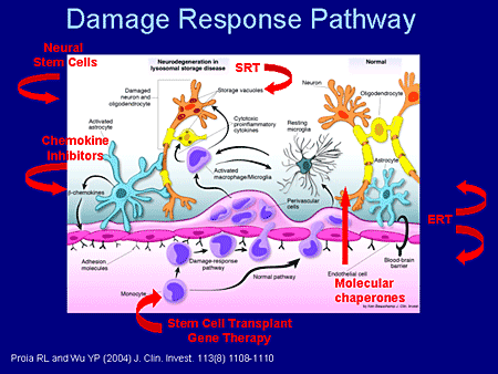 Small Molecule Inhibition for Gaucher Disease: Emerging Role of ...