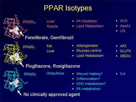 The Vascular Effects of TZDs: Stabilizing Plaque in an Unstable Environment