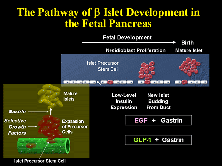 Resurrecting the Beta Cell in Type 2 Diabetes