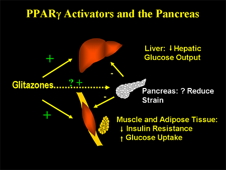 Resurrecting the Beta Cell in Type 2 Diabetes