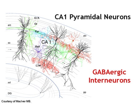 Navigating Neuronal Pathways: Novel Targets for the Management of Sleep Disorders