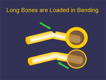 Modern Advances in the Understanding of Bone Structure