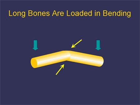 Modern Advances in the Understanding of Bone Structure