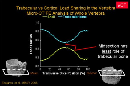 Modern Advances in the Understanding of Bone Structure