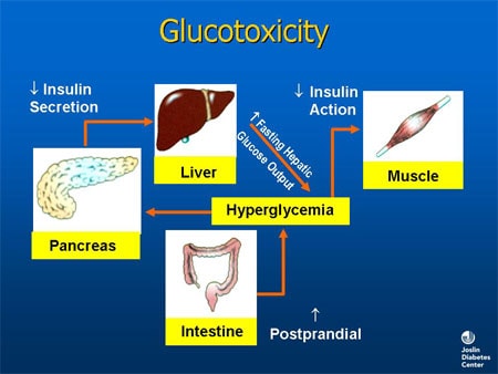 Strategies in Normalizing Glycemia: The Pathophysiologic Basis