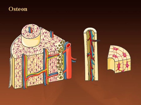 Qualities of Bone and the Effects of Treatment (Slides with Transcript)