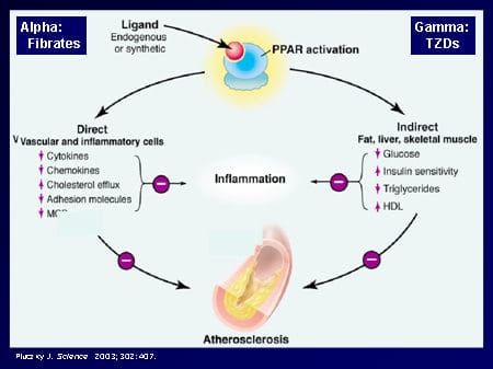 TZDs and CV Markers: Glycemic Control or Intrinsic Properties (Slides ...