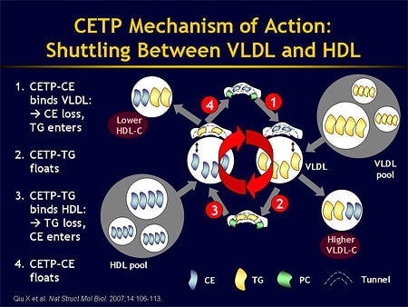 Slide 11. CETP Mechanism of Action: Shuttling Between VLDL and HDL
