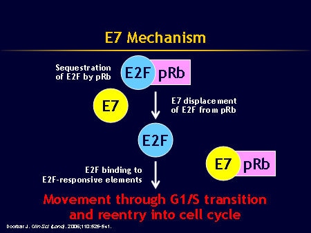 Disease Burden and Health Consequences of HPV Infection (Slides with ...