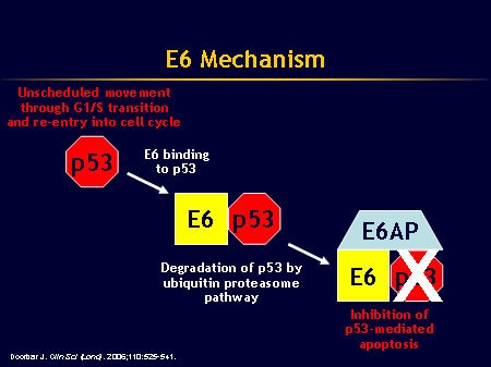 Disease Burden and Health Consequences of HPV Infection (Slides with ...