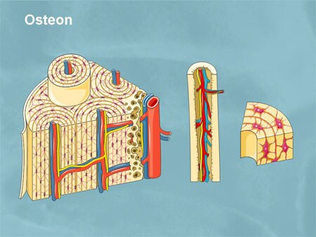 Qualities of Bone and the Effects of Treatment (Slides with Transcript)