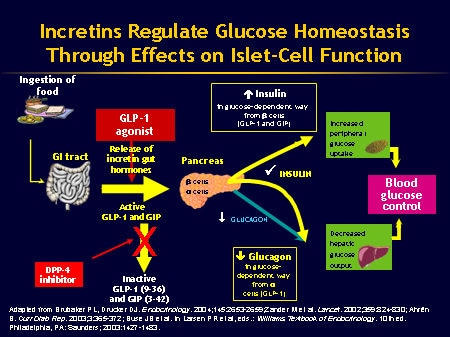 Incretin-Based Therapeutic Strategies: A Clinical Perspective (Slides ...