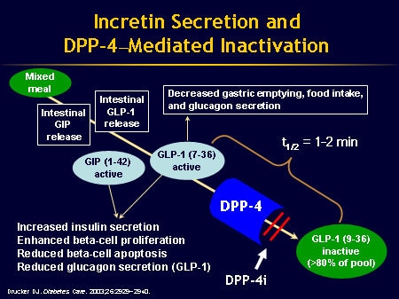 Biologic Effects of Incretin Hormones on Islet Cell Function and ...