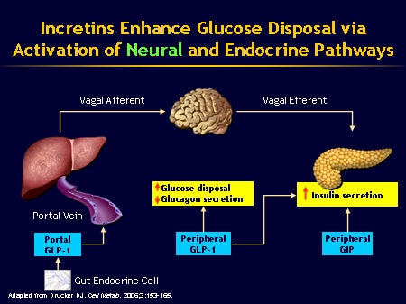Biologic Effects of Incretin Hormones on Islet Cell Function and ...