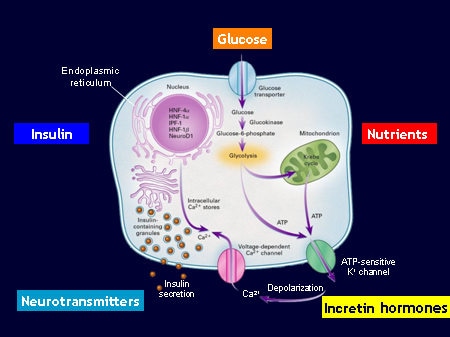 Reexamining the Multifaceted Defects Underlying the Pathophysiology of ...