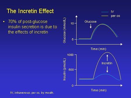 The Physiology and Pharmacology of Incretins: a Closer Look at These ...