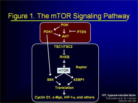 A New Target for Cancer Therapy: Inhibition of the mTOR Pathway