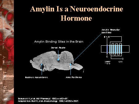 Gut Signals and Energy Balance: Ghrelin, Peptide YY, Leptin, and Amylin ...