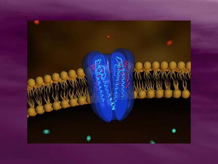 The Role of Potassium Channel Ions in Epilepsy (Slides With Transcript)