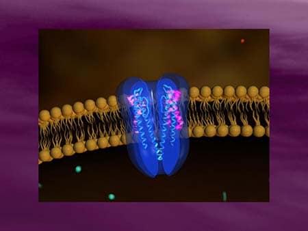 The Role of Potassium Channel Ions in Epilepsy (Slides With Transcript)
