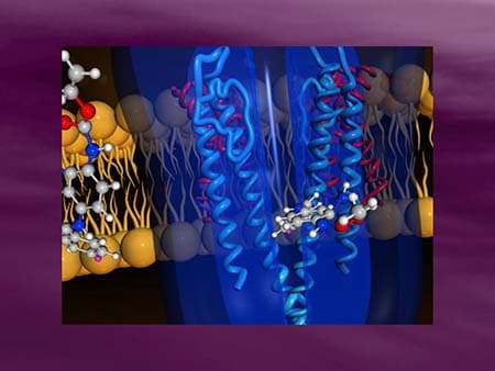 The Role of Potassium Channel Ions in Epilepsy (Slides With Transcript)