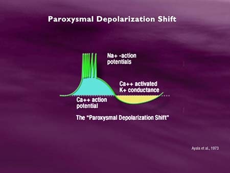 The Role of Potassium Channel Ions in Epilepsy (Slides With Transcript)