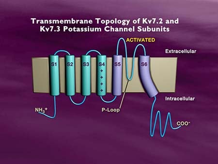 The Role of Potassium Channel Ions in Epilepsy (Slides With Transcript)