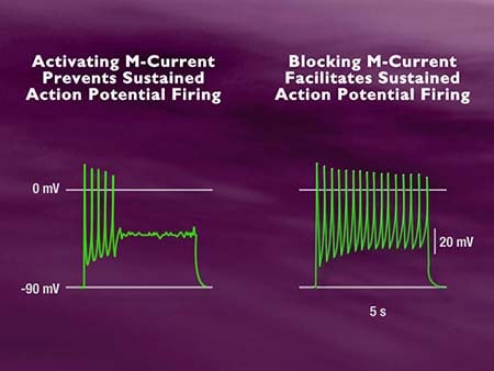 The Role of Potassium Channel Ions in Epilepsy (Slides With Transcript)