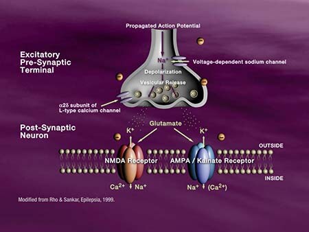 The Role of Potassium Channel Ions in Epilepsy (Slides With Transcript)