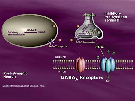 The Role of Potassium Channel Ions in Epilepsy (Slides With Transcript)