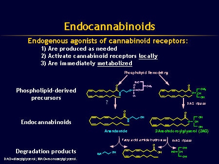 Role of the Endocannabinoid System in Contributing to Obesity (Slides With Transcript)