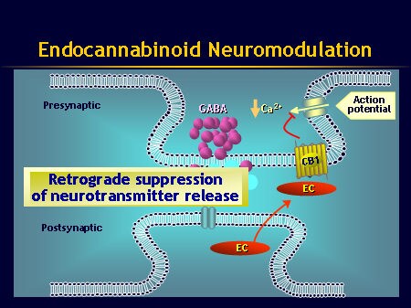 Role of the Endocannabinoid System in Contributing to Obesity (Slides With Transcript)