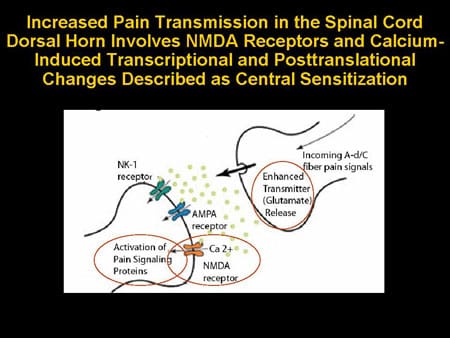 Recent Findings in NMDA Receptor Research and Its Impact on the ...