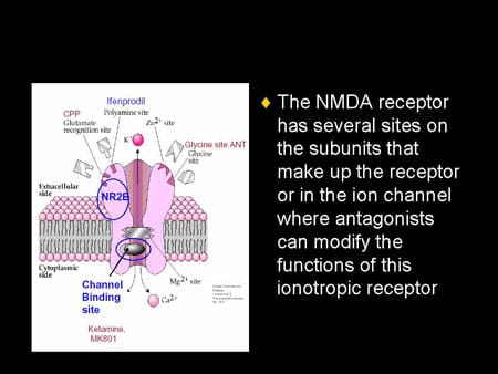 Recent Findings in NMDA Receptor Research and Its Impact on the ...